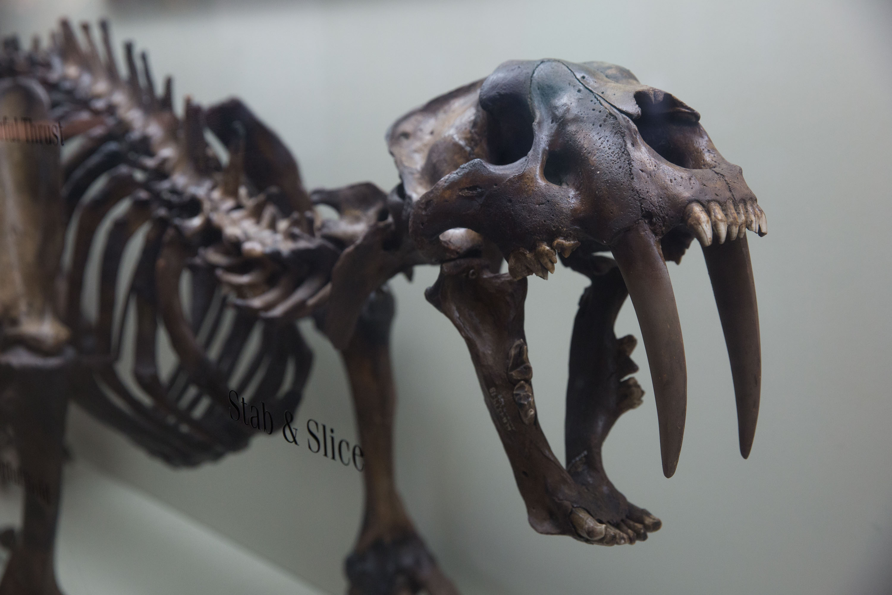 En busca del diente de sable en La Brea Tar Pits – El Perro Viajante